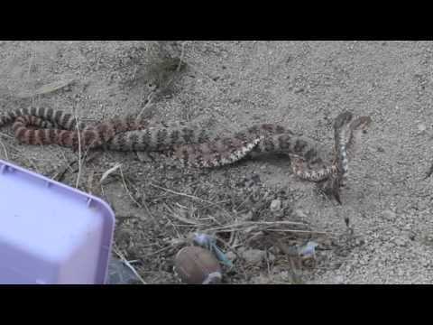 Rattlesnake's Mating - YouTube