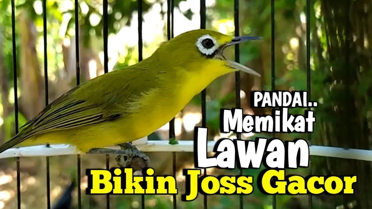 RAJANYA JOSS.. PANCINGAN KECIAL KUNING LOMBOK JUARA Langsung Bikin ...