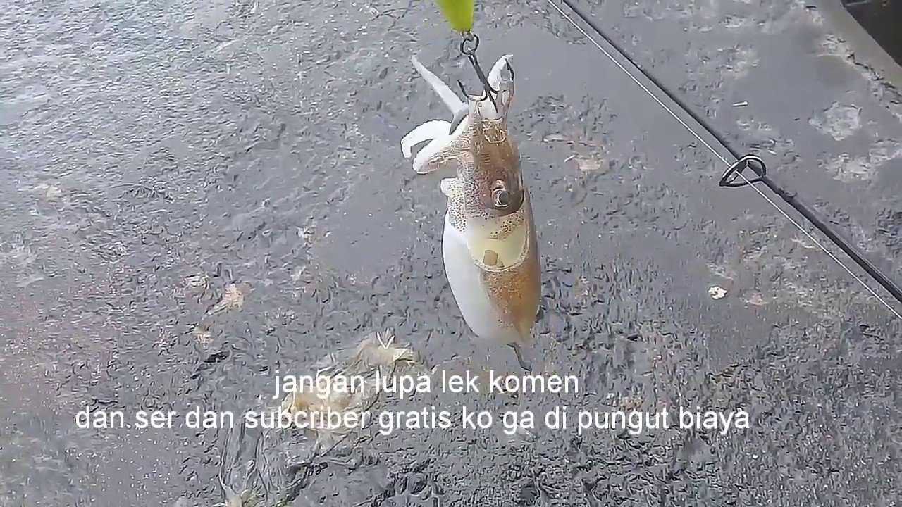 sambaran bara kuda dan cumi - YouTube