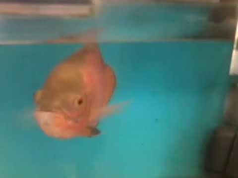 Oscar red ruby - YouTube