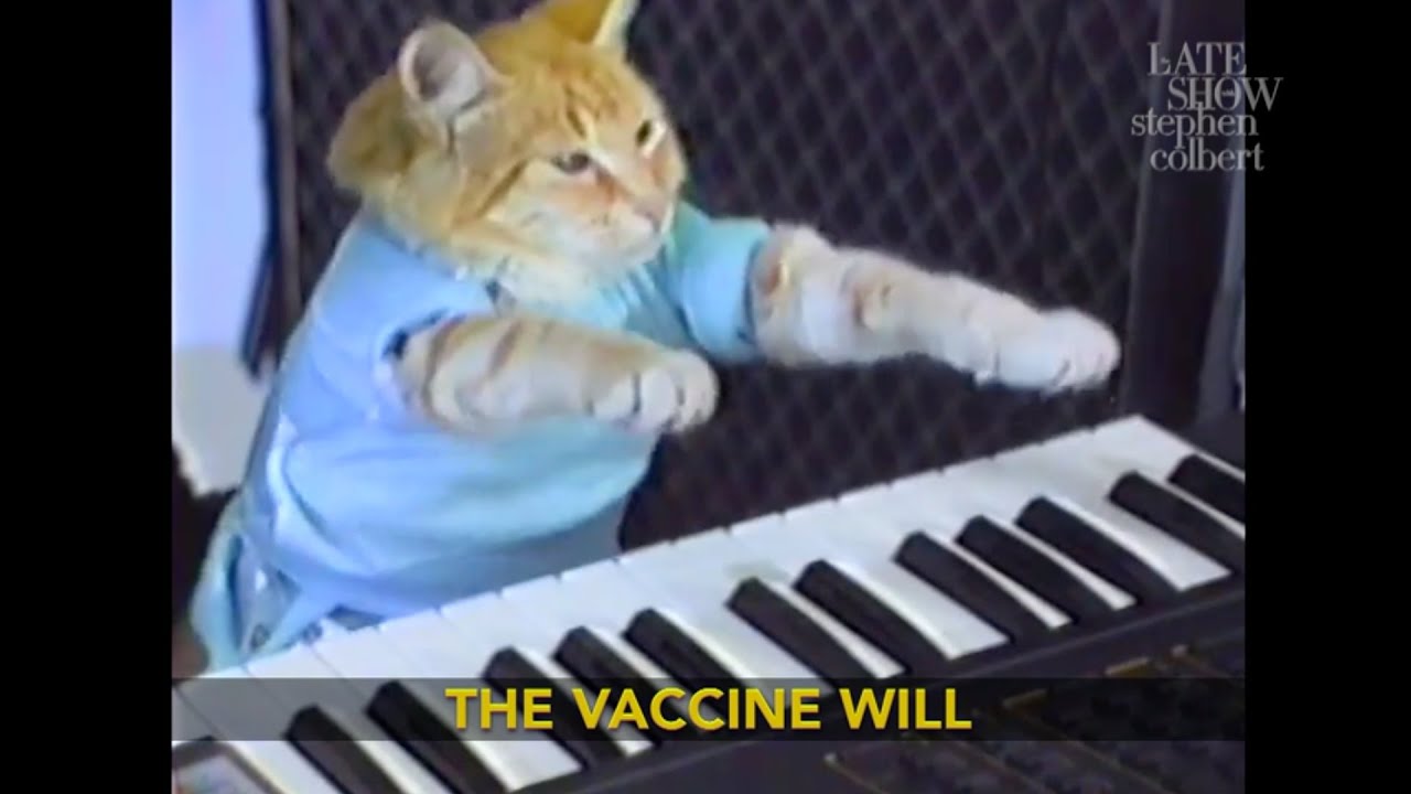 The Viral Cat Spreading All That Misinformation Has Been Found - YouTube
