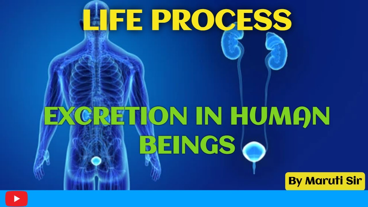 Excretion in Human Beings | SSC ,CGL, CHSL, Bank, | CBSE | By Maruti ...