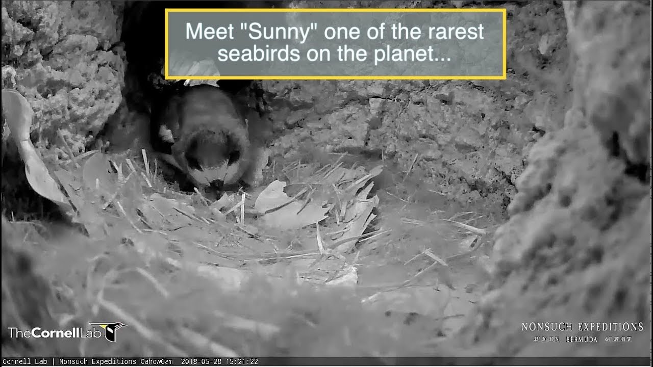 Nonsuch Expeditions CahowCam Star Sunny seen Fledging - YouTube