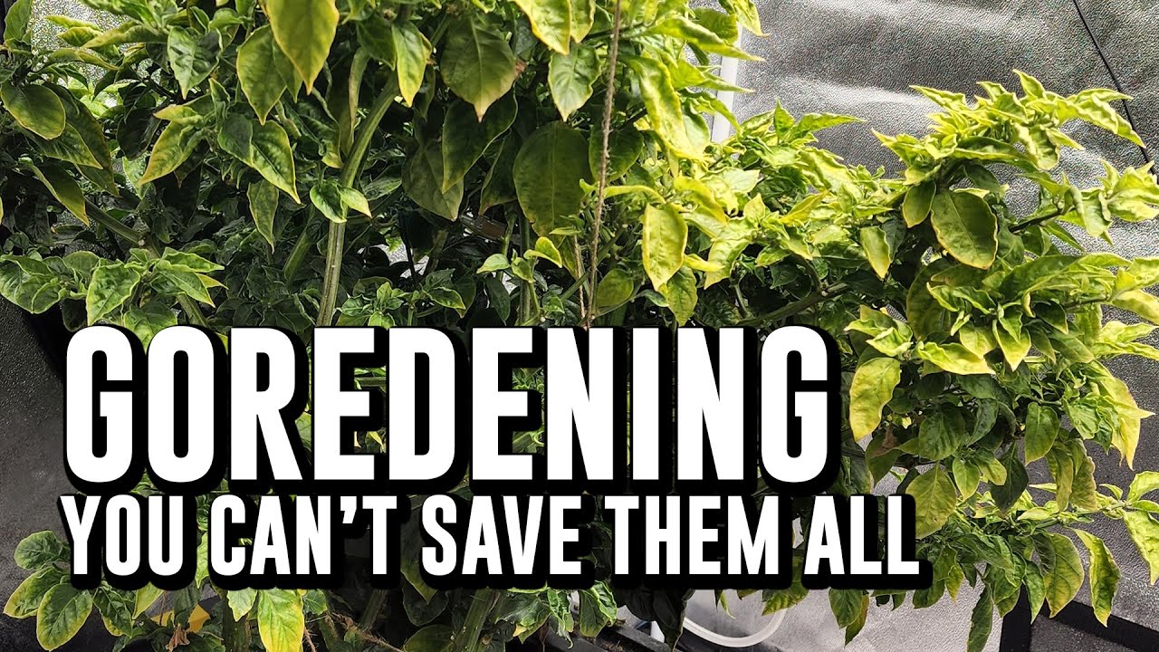YOU CAN'T SAVE THEM ALL! A lesson in culling plants that are sick or ...