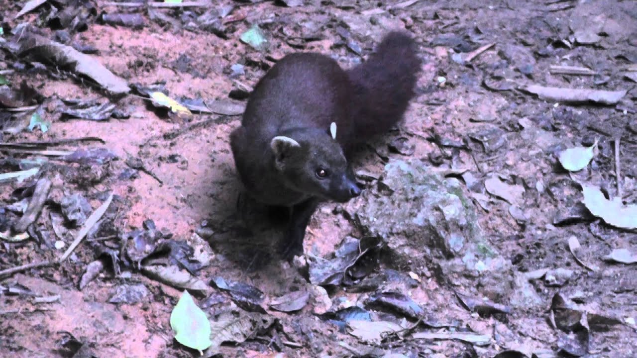 Madagascar 152 Ring tailed Mongoose - YouTube