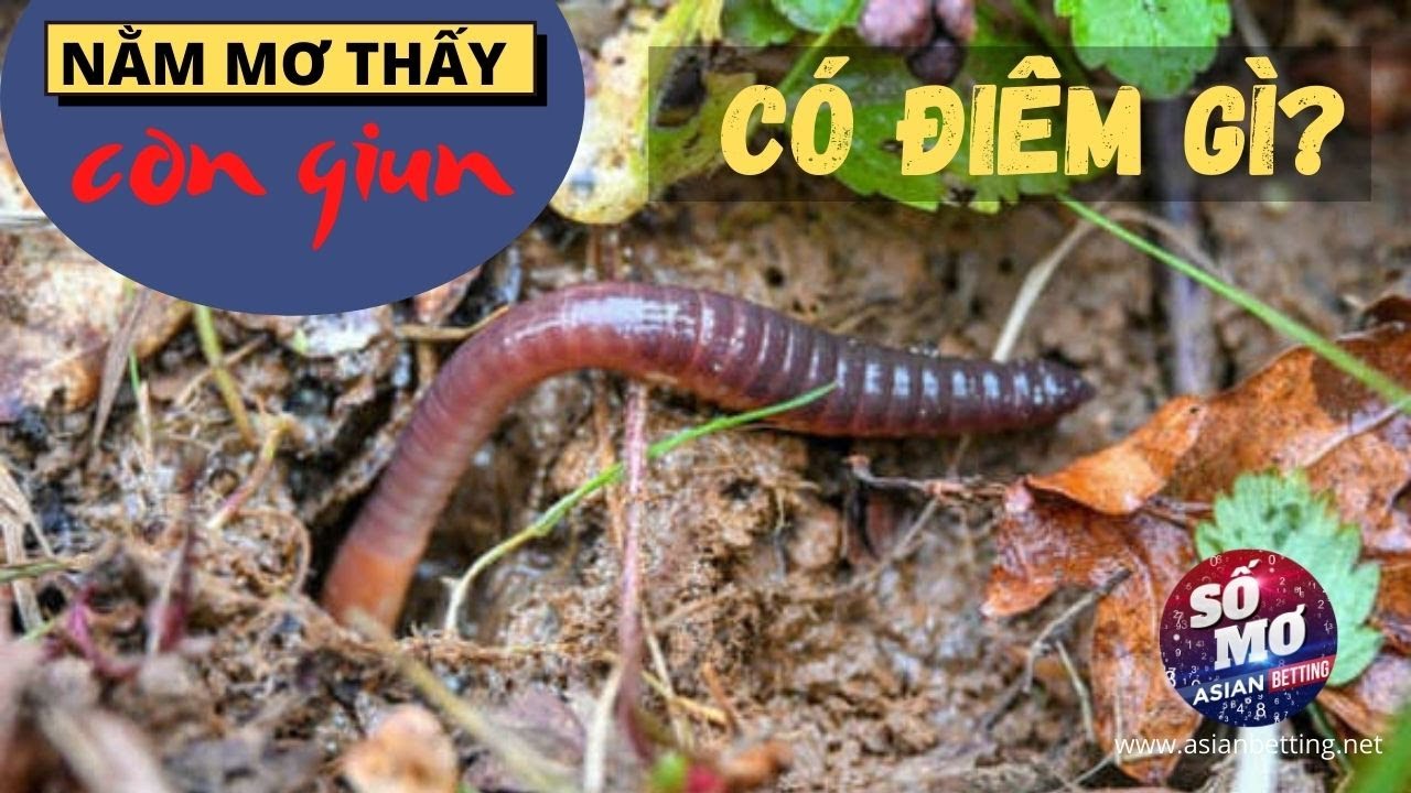 Nằm mơ thấy con giun có điềm gì? | Asianbetting.net - YouTube
