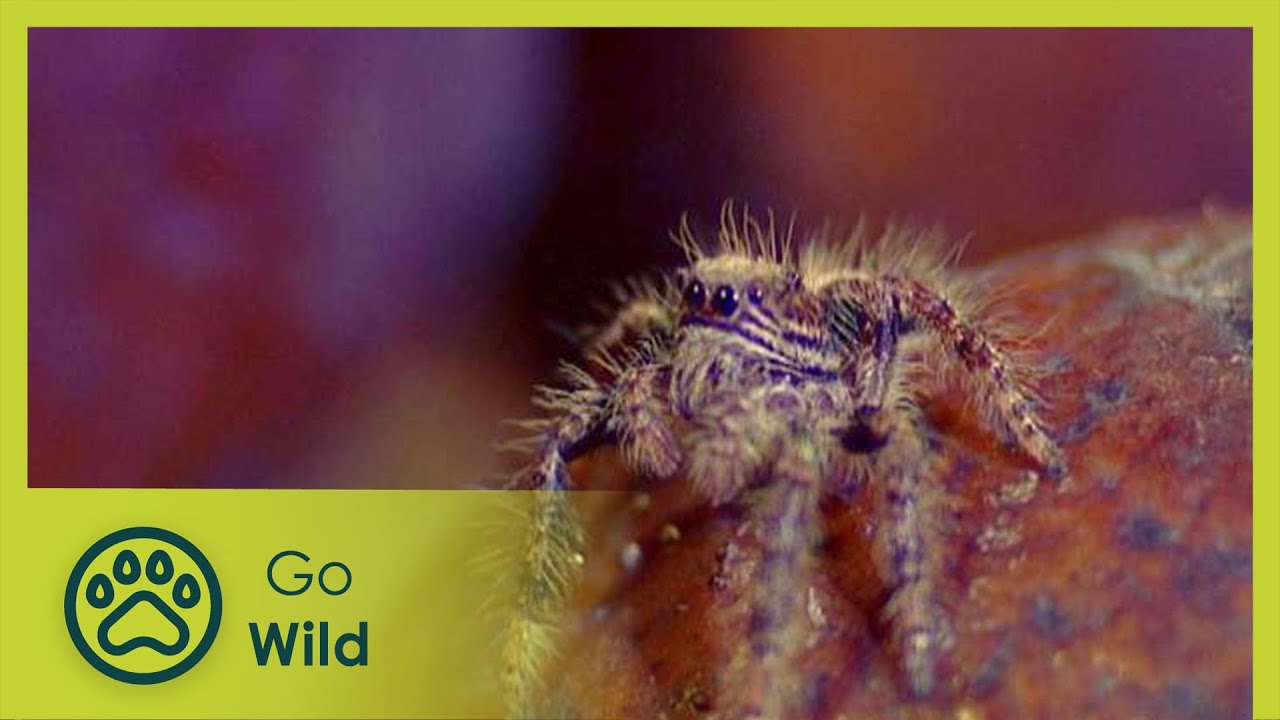 Spiders - The Whole Story 2/13 - Go Wild - YouTube