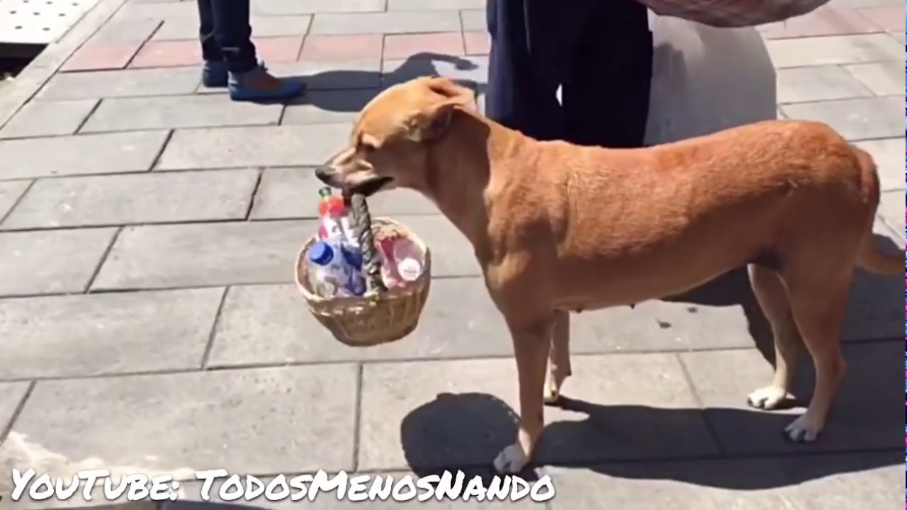 PERRO RECICLADOR | RECYCLER DOG - YouTube