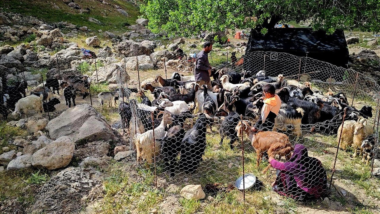 Mountain Migration: Preserving Ancient Nomadic Traditions Amidst Harsh ...
