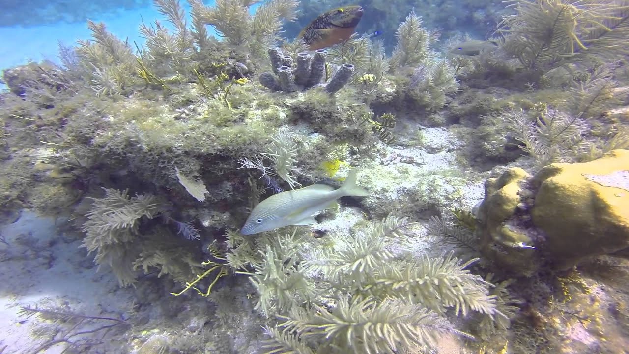 Key Largo - French Reef - YouTube