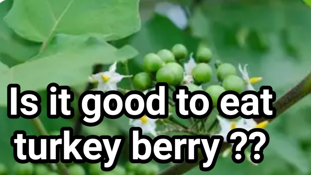 Health benefits of eating turkey berry - YouTube