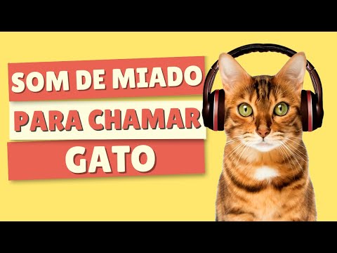 SOM para ATRAIR GATOS | Miado de Gato Chamando Outro