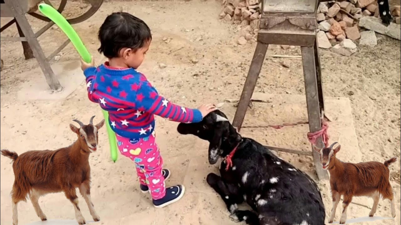 Cute kid play with Goat | funniest moment between baby &Goat | बकरी और ...