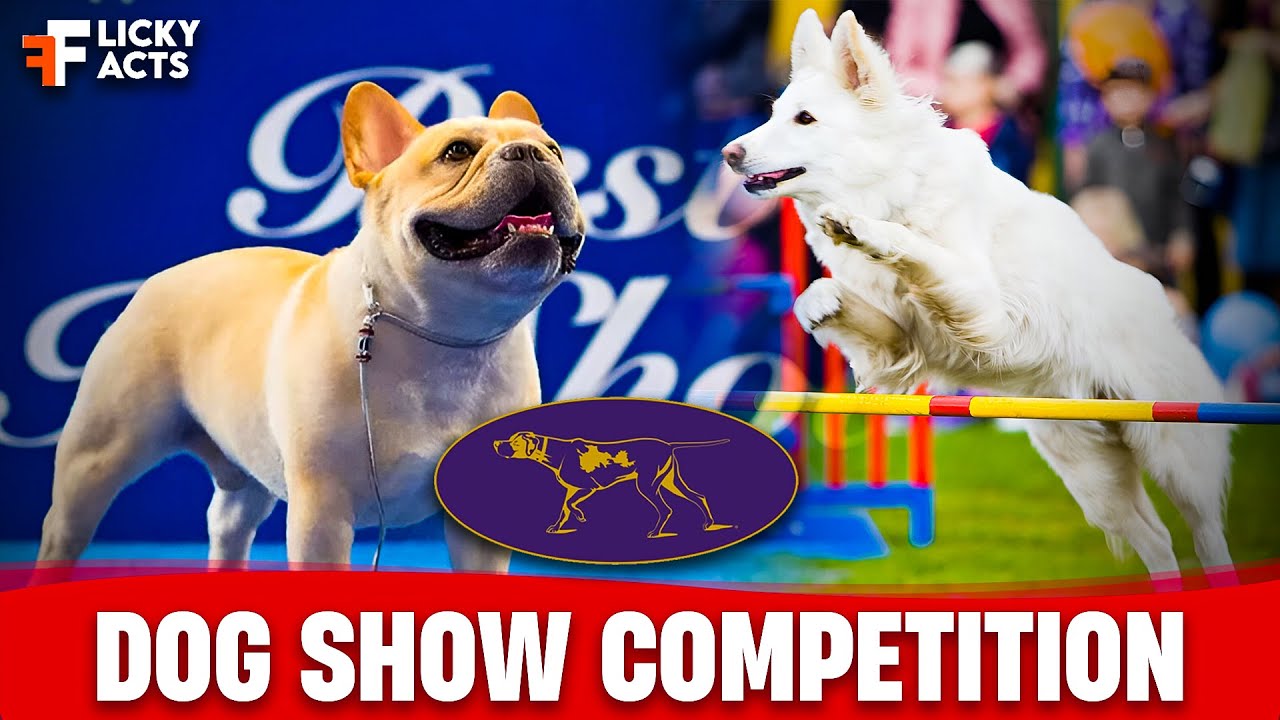 History of Westminster Dog Show | 2024 Dog Show Competition - YouTube