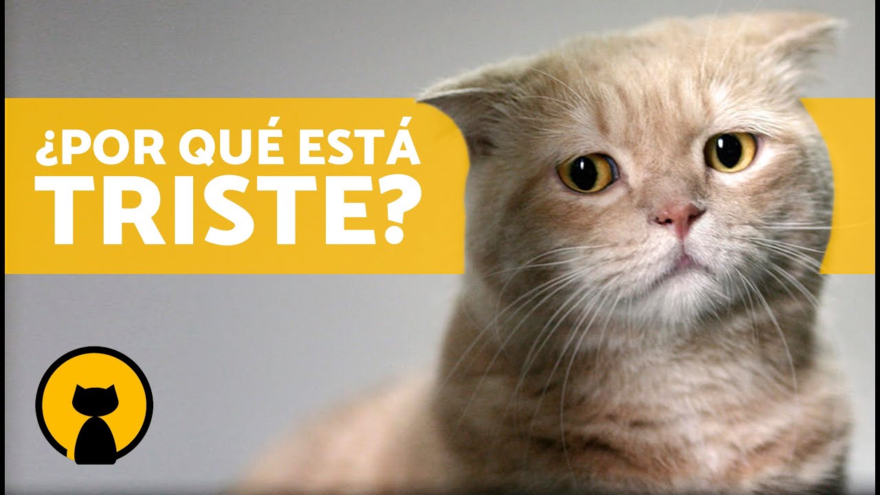 ¿Por qué mi GATO está DECAÍDO? 🐱 (8 Causas y Soluciones) - YouTube