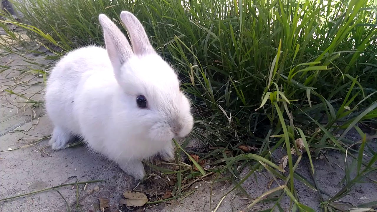 Conejita comiendo pasto - YouTube