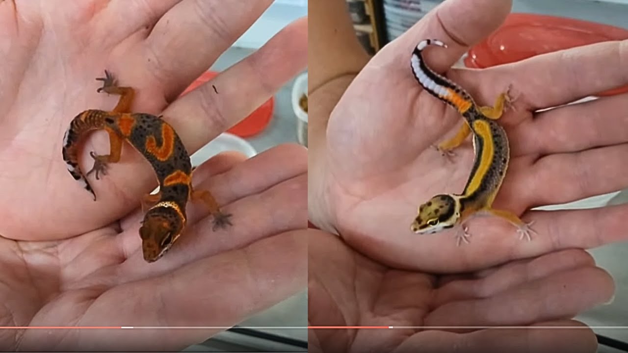 CLEANING 50+ Juvy/Baby Leopard Geckos LIVE - 7/15/24 - YouTube