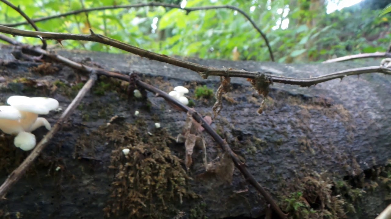Pacific Northwest fungi September ,16th 2019! Angel wing oyster ...