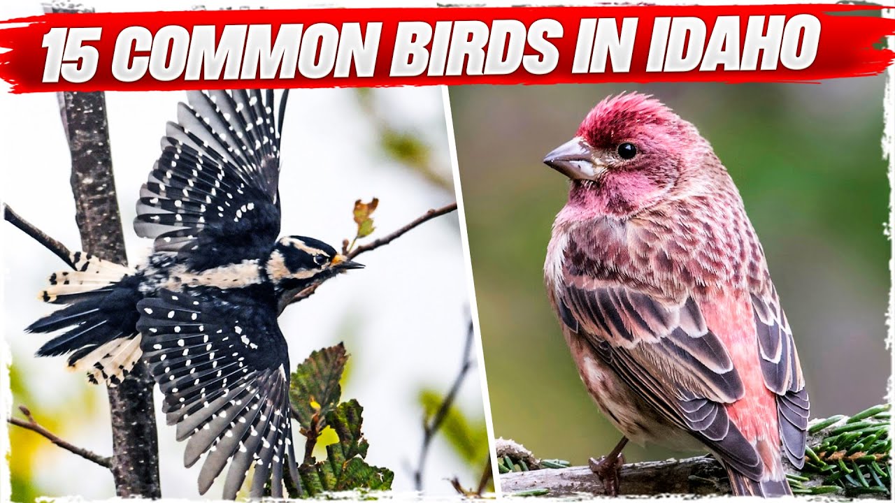 15 Common Birds in Idaho (with Pictures) - YouTube