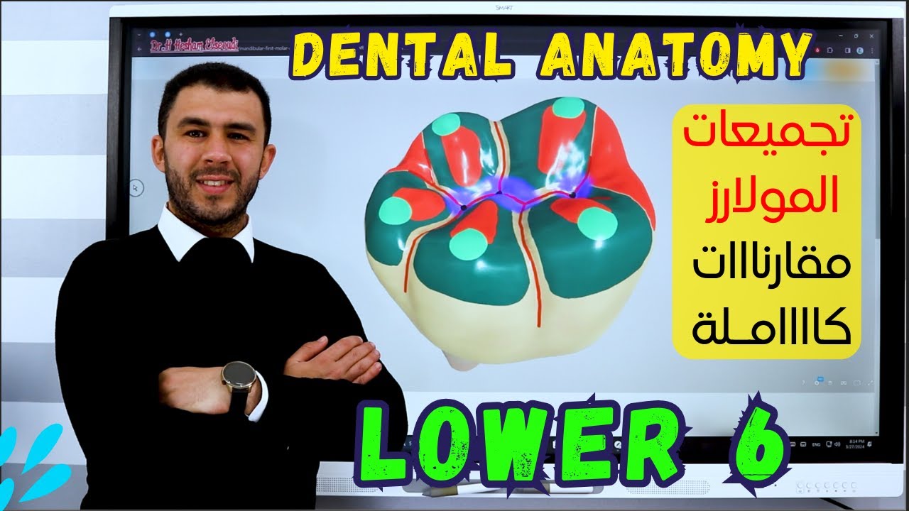 24- Mandibular First Molar ( 3D of Lower 6 ) P4 - YouTube