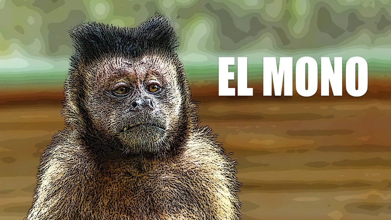 Aprende los animales // El mono - YouTube