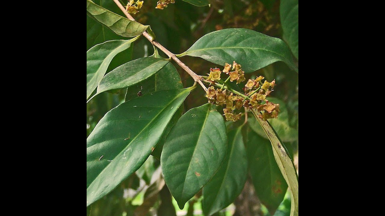 Unbelievable Benefits of Bealeaf: Find Out What You've Been Missing ...