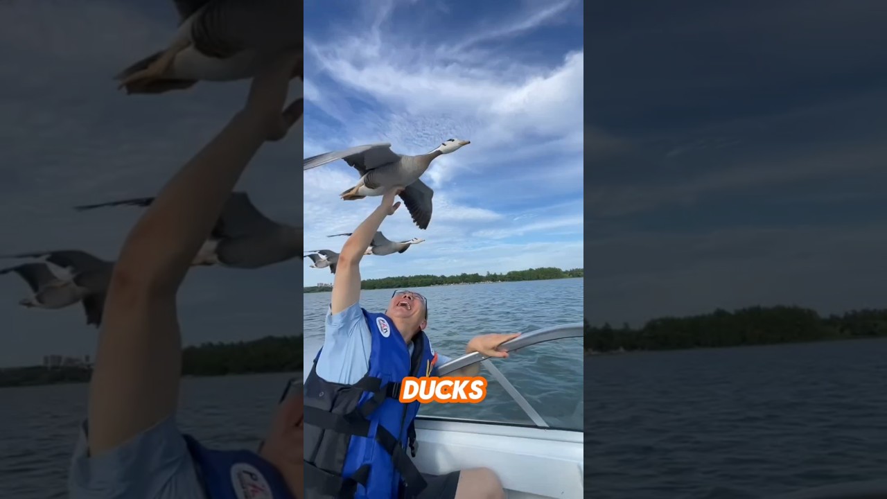 ducks joined the journey with friends 😱 | amazing journey by speedboat ...