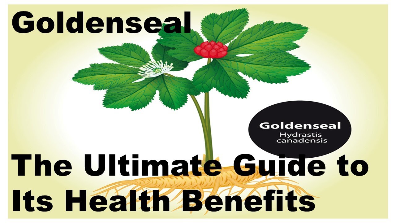 Goldenseal: The Ultimate Guide to Its Health Benefits - YouTube