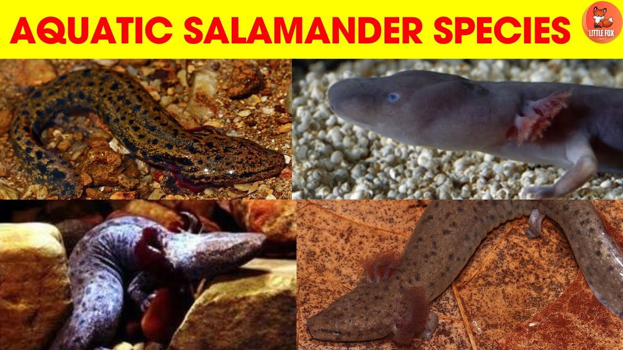 Types of Aquatic Salamanders Species Names in English for kids # ...