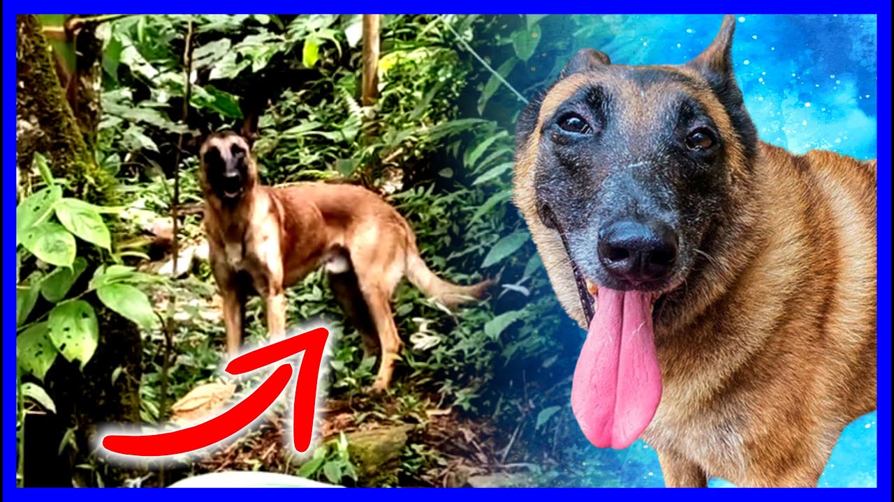 ¿Apareció el perro Wilson? Circula nuevamente este video!!! | #wilson ...