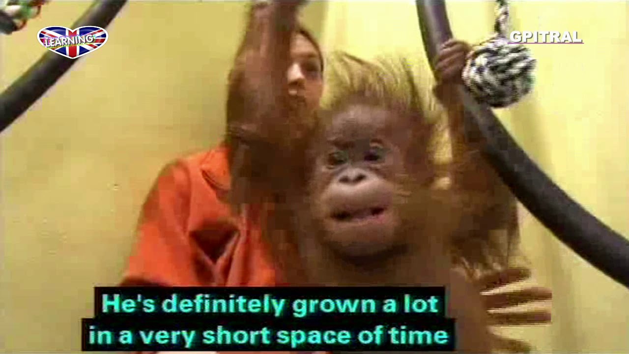 Monkey life 16 tv series english subtitles - YouTube