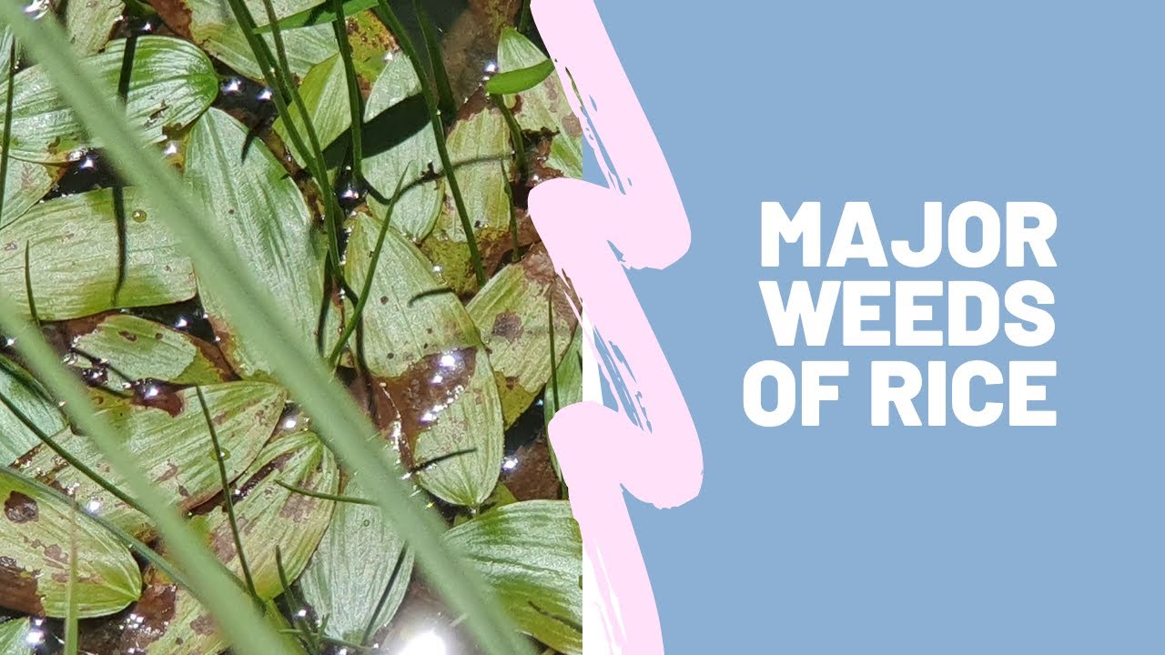 Major weeds of rice (in Bhutan)/Broadleaved weeds/Sedges - YouTube