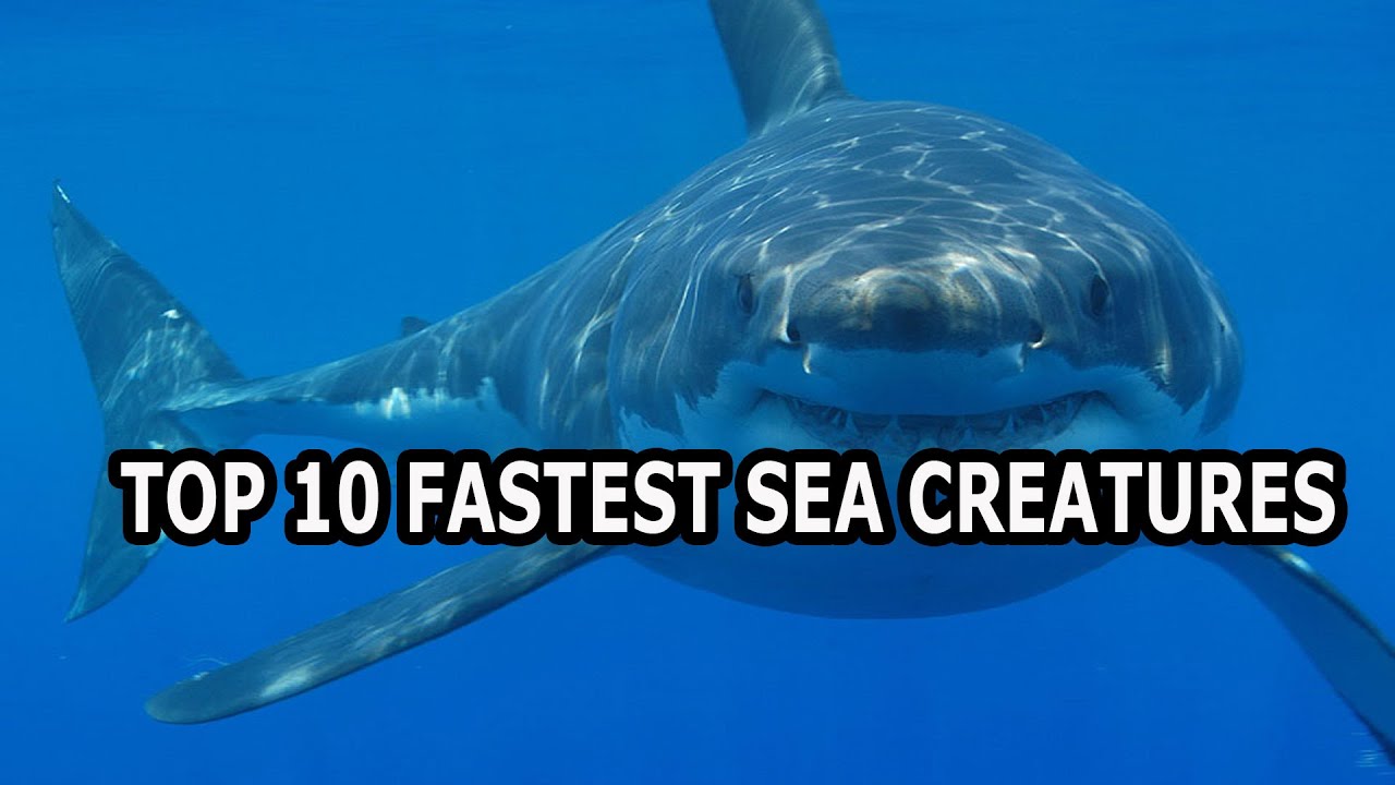top 10 fastest sea creatures. - YouTube