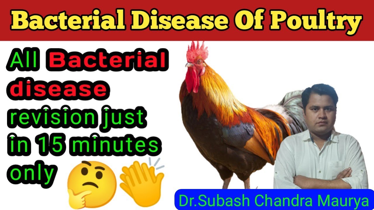 Bacterial disease of Poultry/Poultry Science/ Crazy Vet Classes/VO exam ...