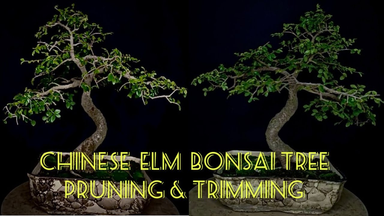 #How to prune a Chinese elm bonsai tree easy !!! Bonsai lover ...