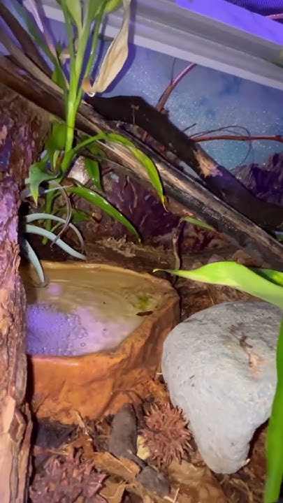 My Ball Python Bioactive Enclosure Tour - For Freddie a 15 Month Ball ...