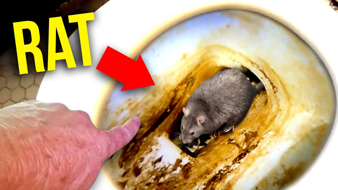 HUGE NASTY RAT INFESTATION! You'll never believe what they did to this ...