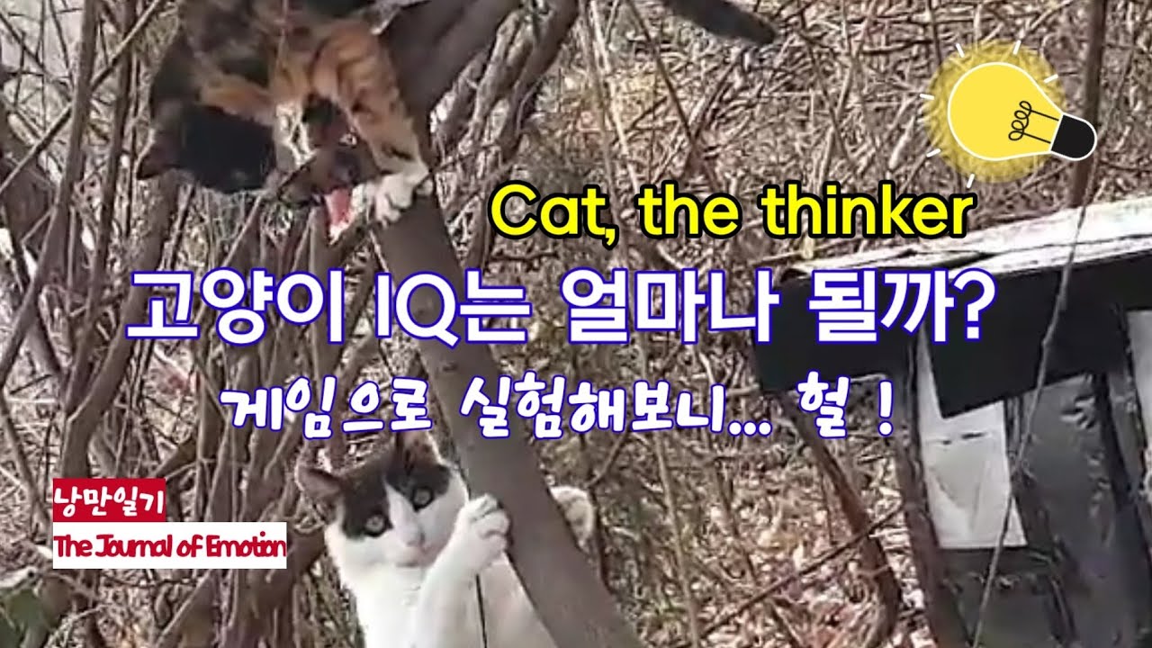 #고양이IQ #고양이지능 #고양이장난감 "생각하는 고양이(Cat,the thinker)" - YouTube