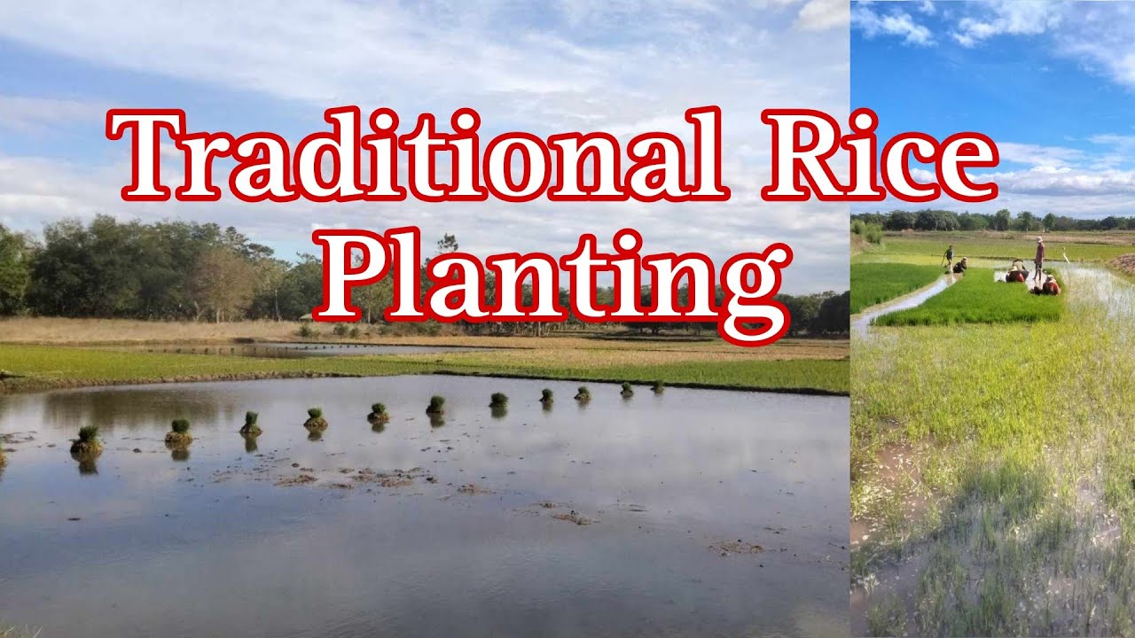 Traditional Rice Planting in the Philippines - YouTube