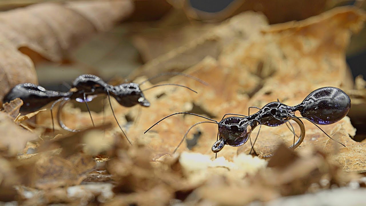 Glass Ant – 100,000 Giveaway! - YouTube