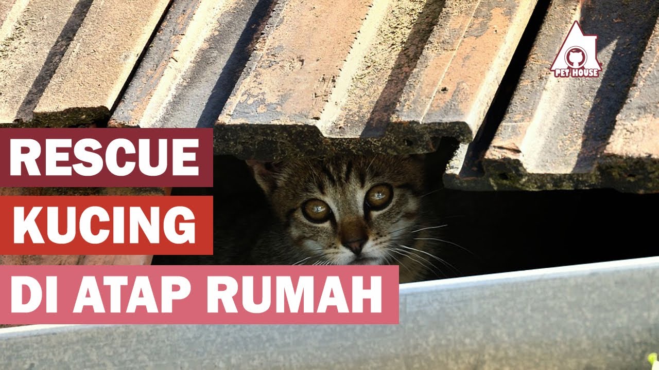 RESCUE KUCING DARI ATAP RUMAH, BISA NAIK TIDAK BISA TURUN - YouTube