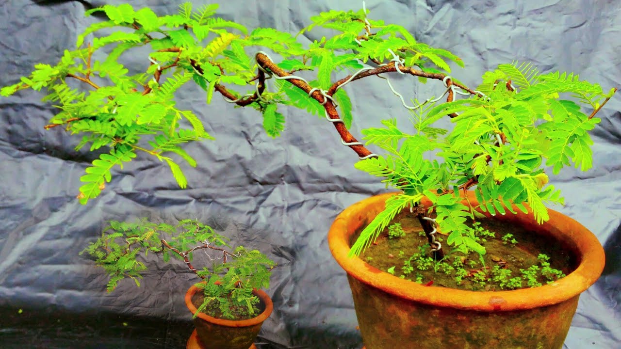 #Tamarind Bonsai Tree from seed for Beginners/Bonsai del árbol de ...