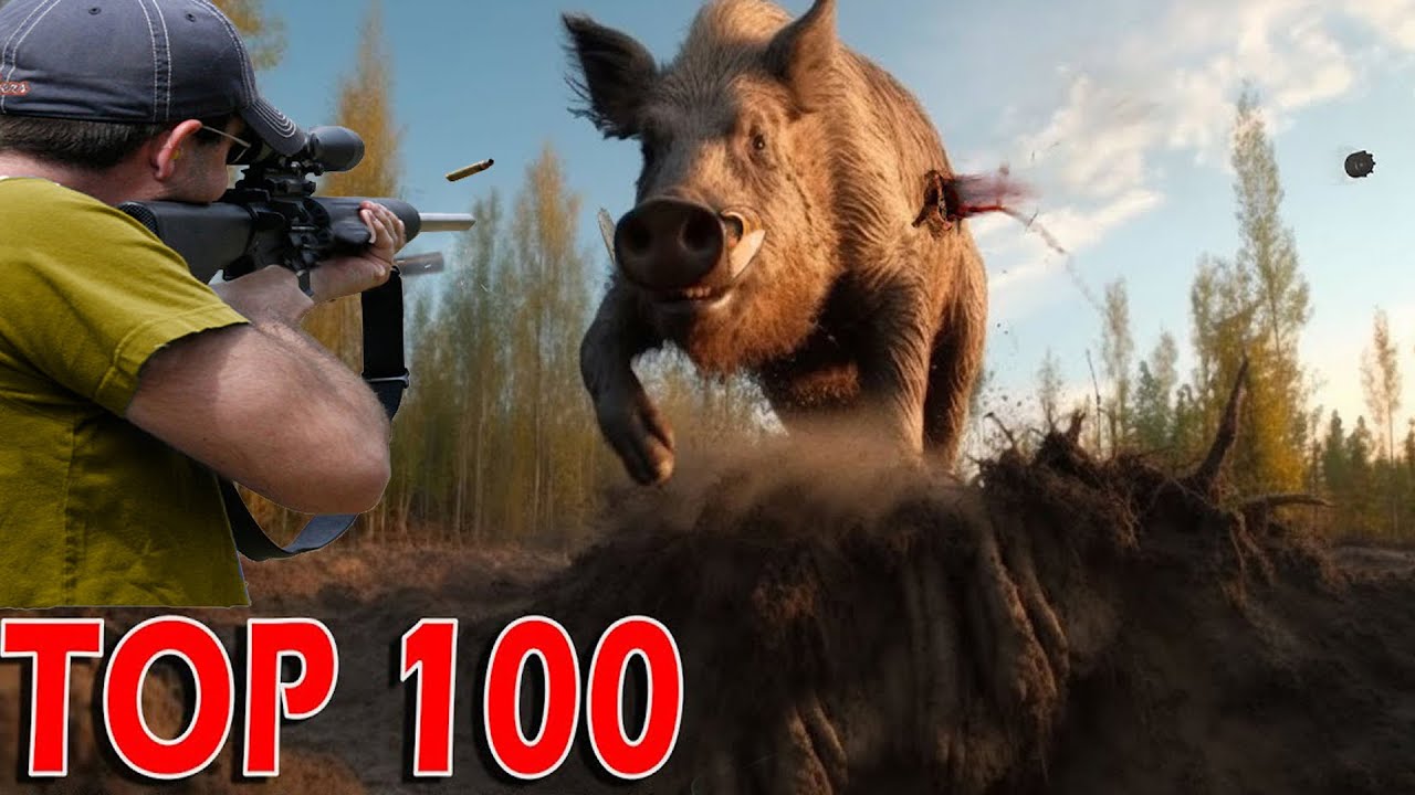The most beautiful clips of wild boar hunting with guns 😱👍👌 part 1 ...