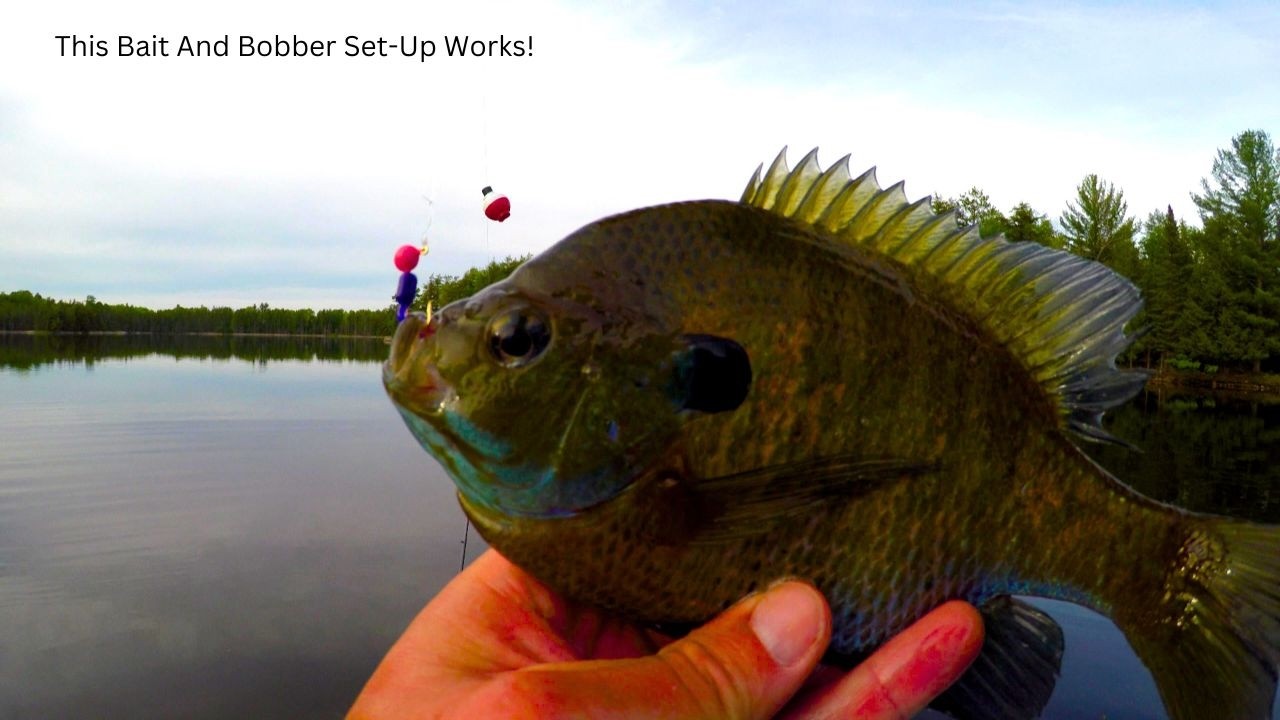 How I Catch TONS Of BIG Bluegills With Bobbers And Plastic Lures… (And ...