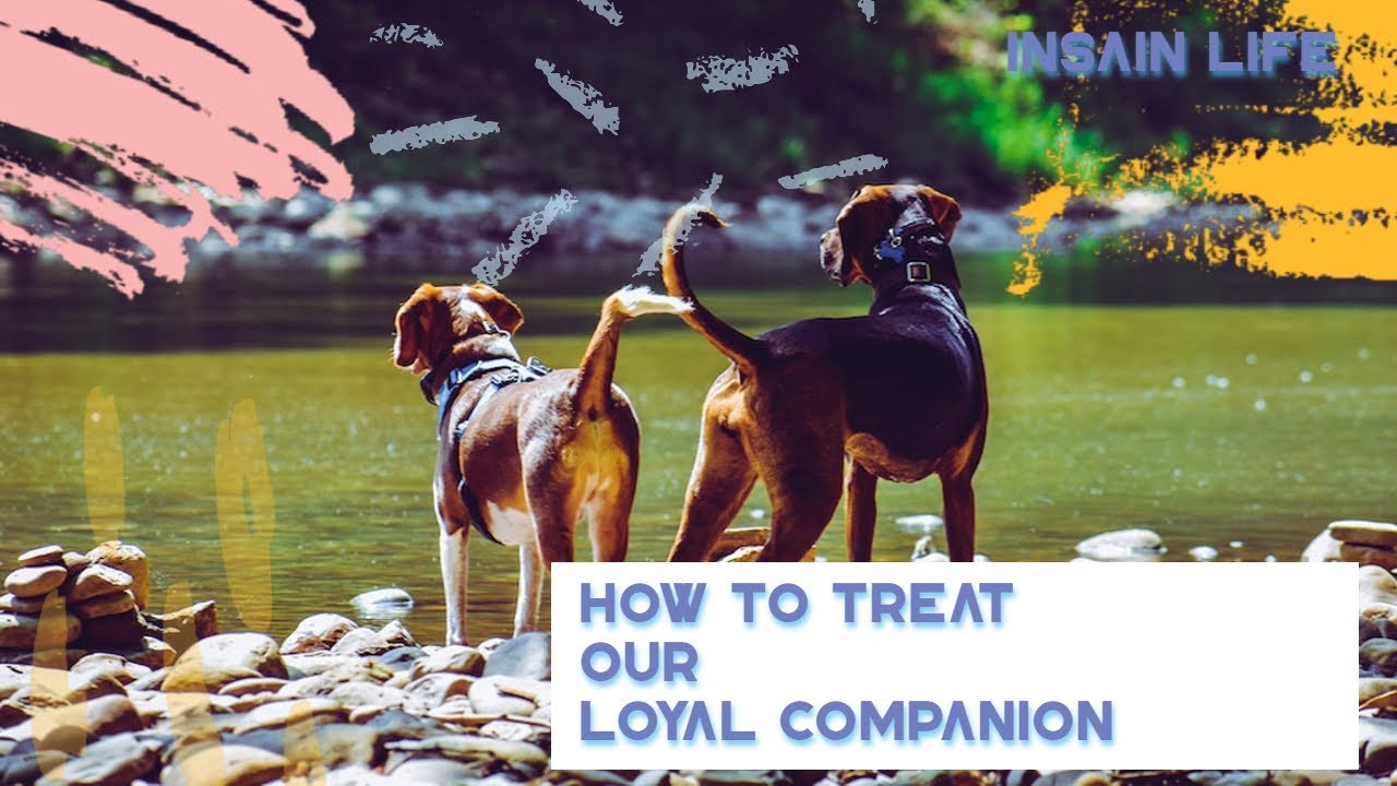 Our Loyal Companion - YouTube