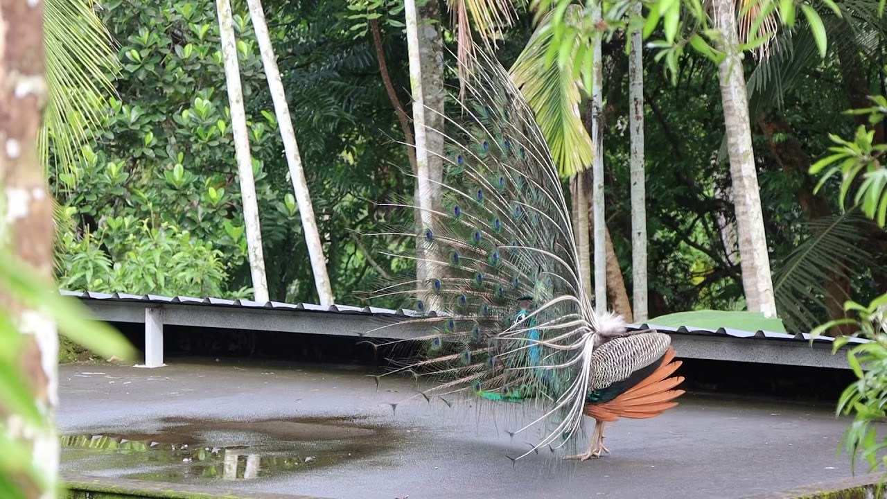 Quarantine guest peacock dancing. Kerala. Mayilattam - YouTube