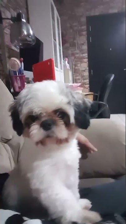 My baby Chuchay #satisfying#shortvideo |Joel Vlog's - YouTube