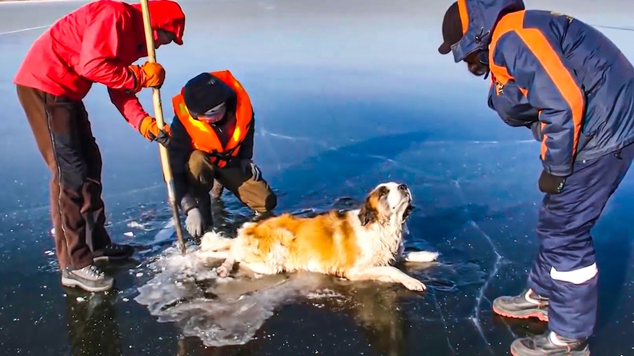 15 Touching Animal Rescues From The Ice 😿 - YouTube