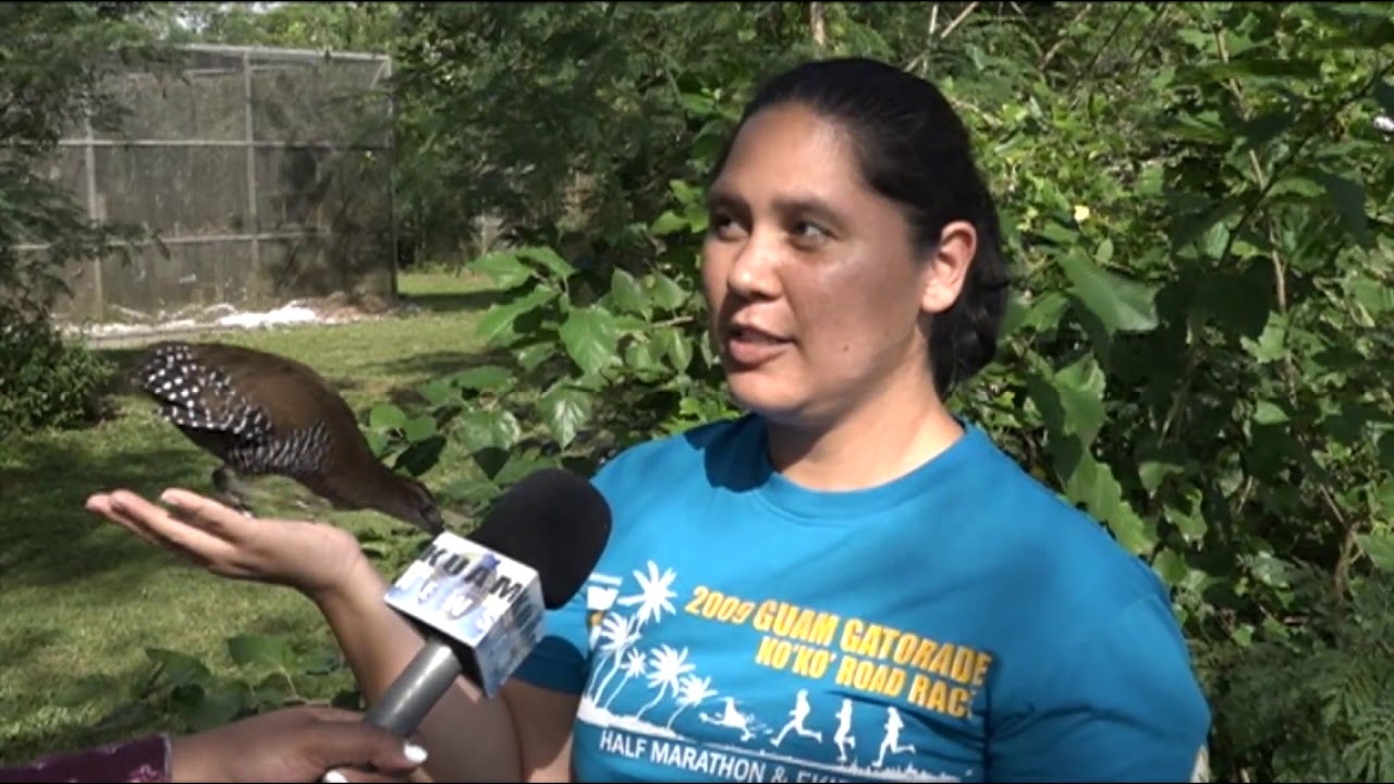 Ko'ko' bird no longer extinct in the wild - YouTube