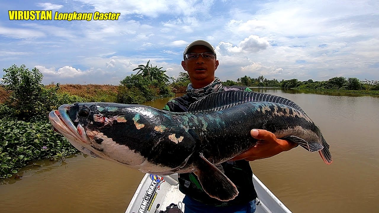 Record Peribadi Toman Terbesar / MAMA Toman Sungai Kedah 13.5lbs - YouTube